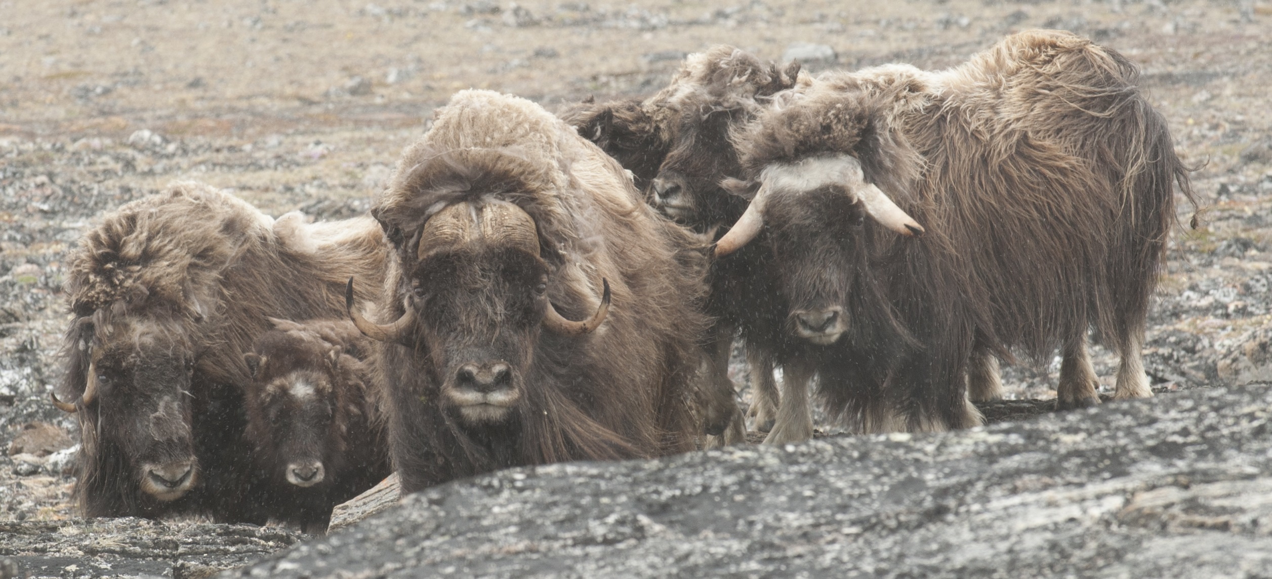 Tourisme Autochtone Québec - Aventures Inuit